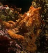 Giant Pacific Octopus Facts — SeaDoc Society