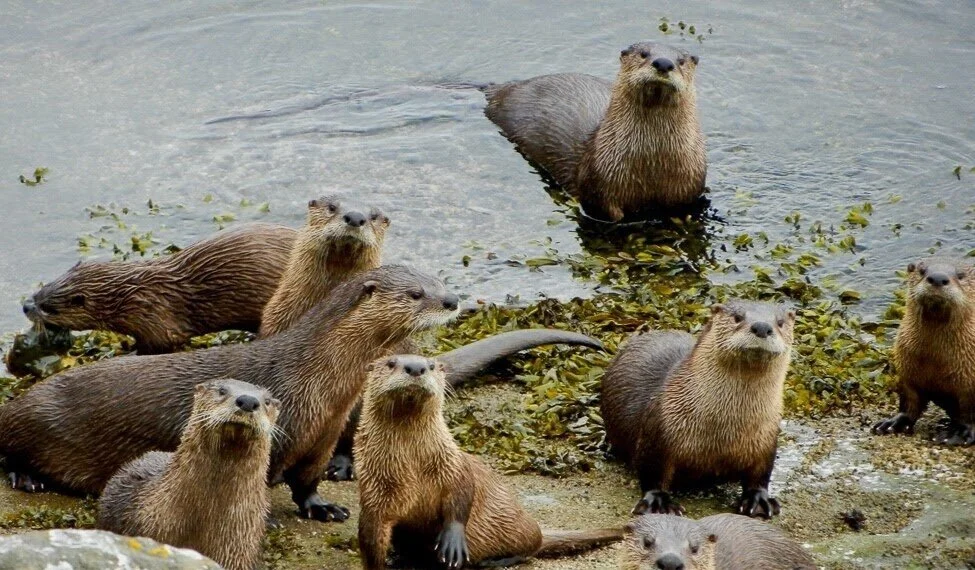 North American River Otter Facts — SeaDoc Society