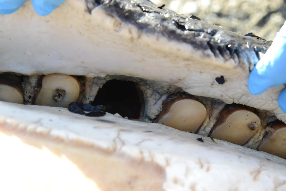 Offshore Killer Whale Facts — SeaDoc Society
