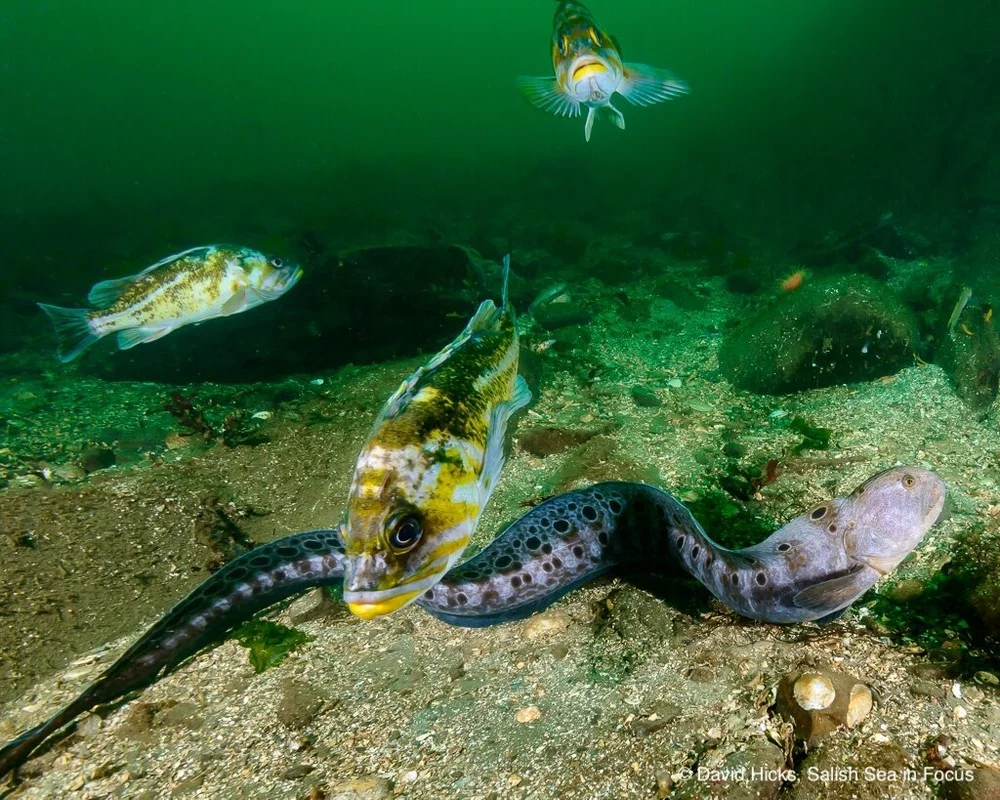 Rockfish Facts — SeaDoc Society