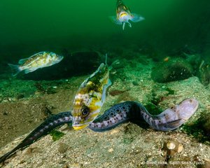 Rockfish Facts — SeaDoc Society