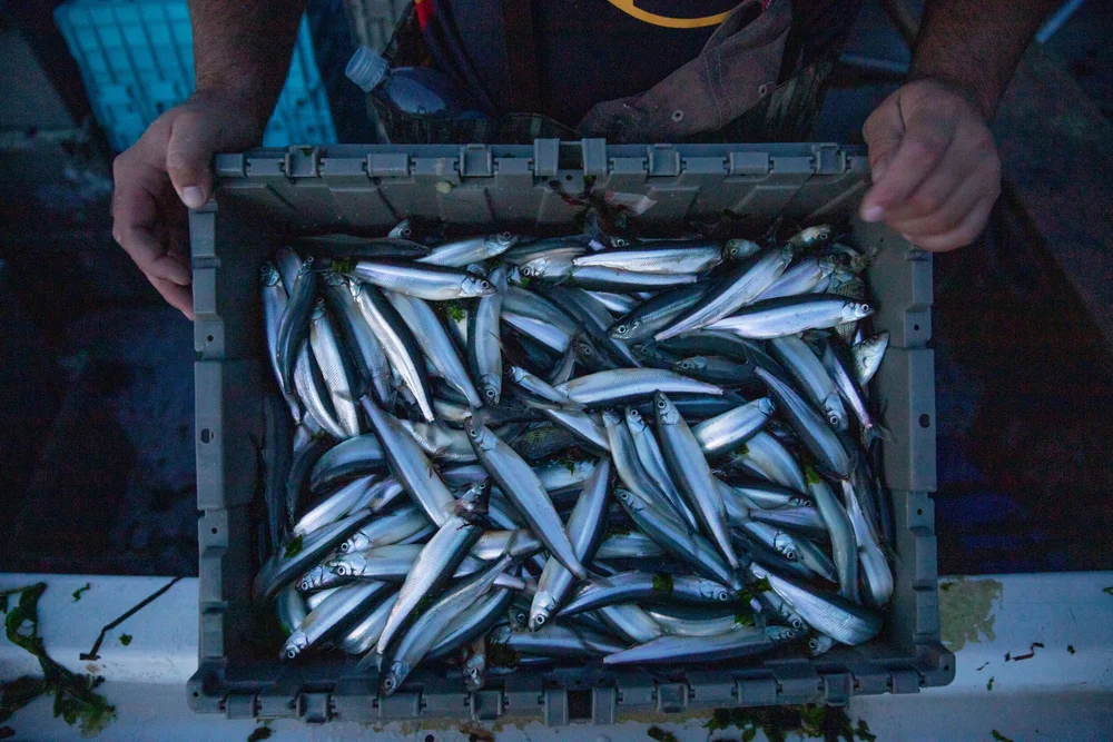 Field Photos: The Art of Working With Surf Smelt Embryos — SeaDoc Society