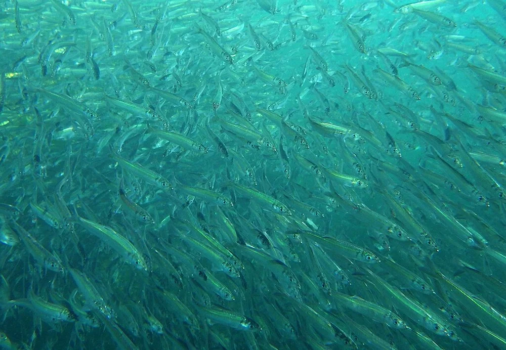 Habitat Use and Recovery Techniques for Herring — SeaDoc Society