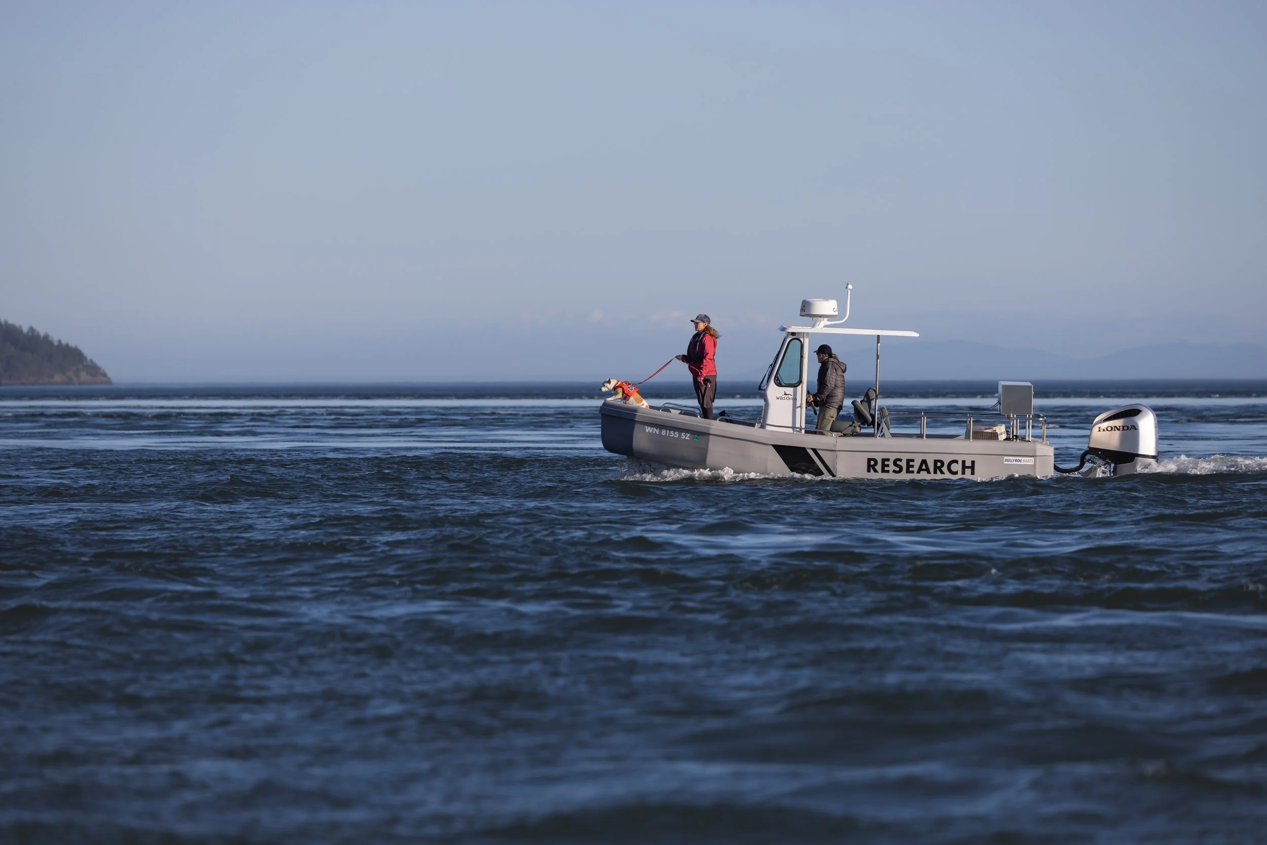 Exciting News Wild Orca Joins The Seadoc Society Seadoc Society