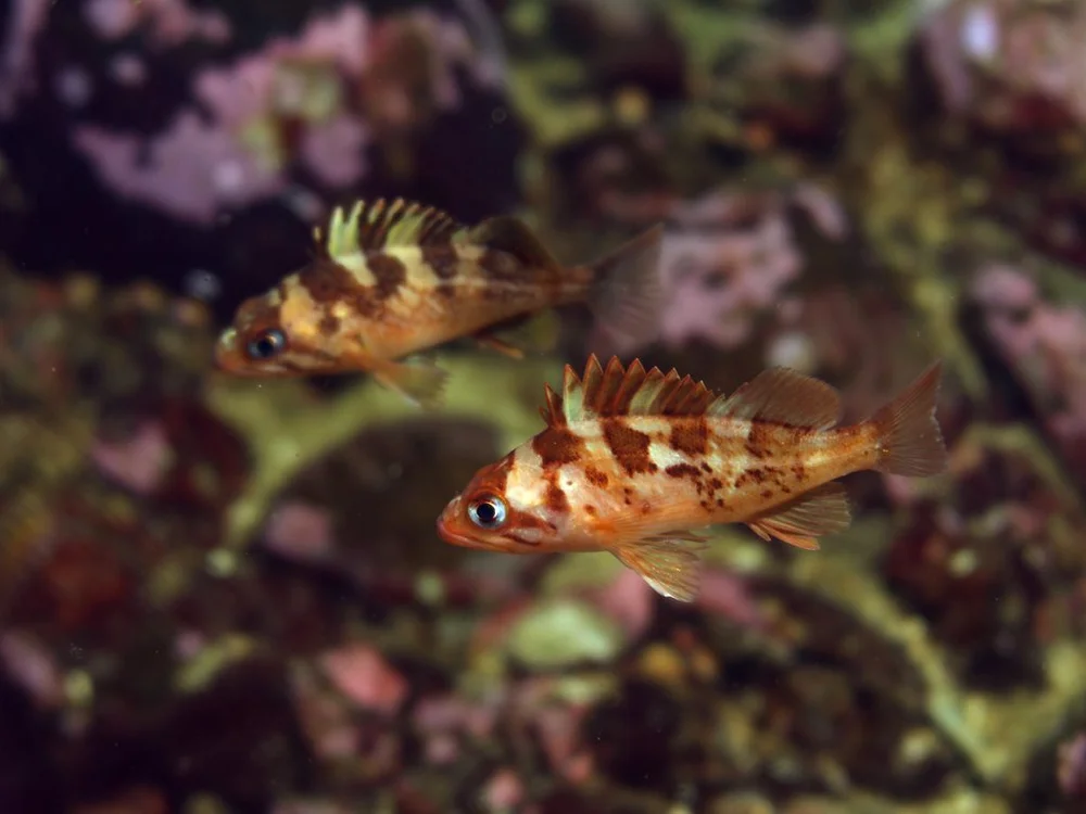 Improving Rockfish Recovery Through Genetics — SeaDoc Society