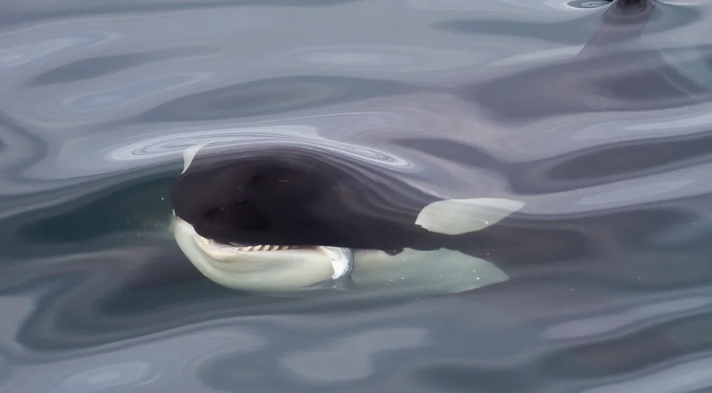 Killer Whale Diet Composition — SeaDoc Society