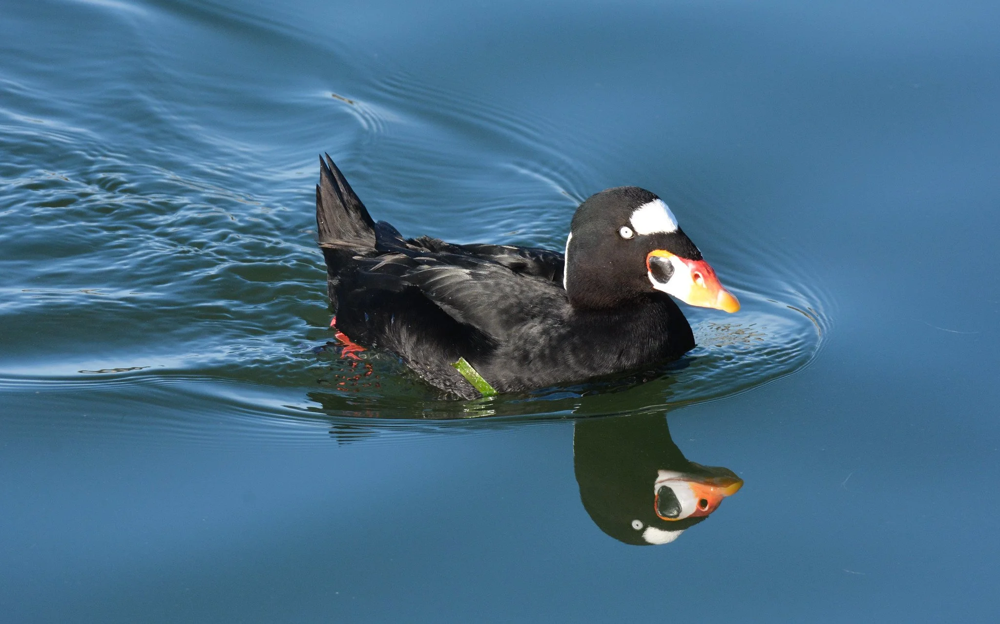 Sea Ducks in Transboundary Waters — SeaDoc Society