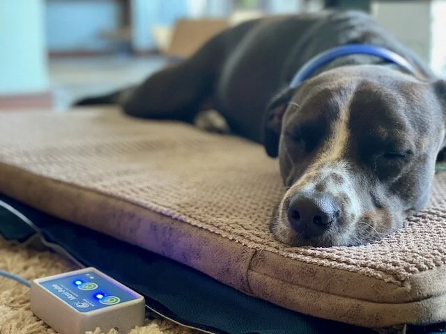 PEMF Therapy — Veterinary Acupuncture Services