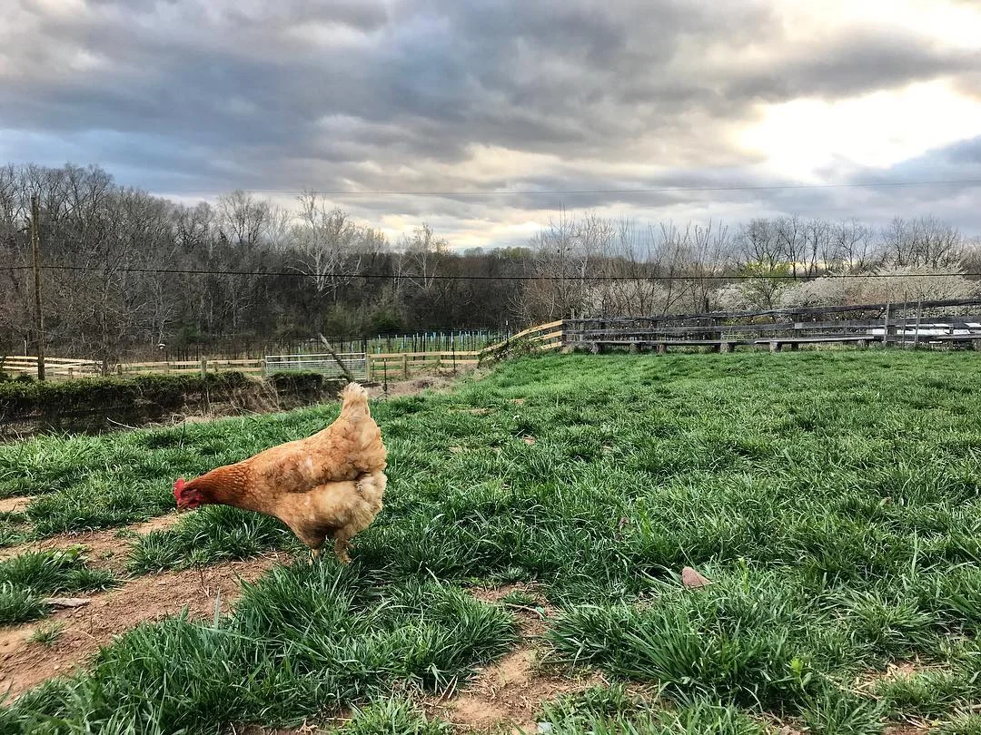 How We Farm — Rocklands Farm Winery