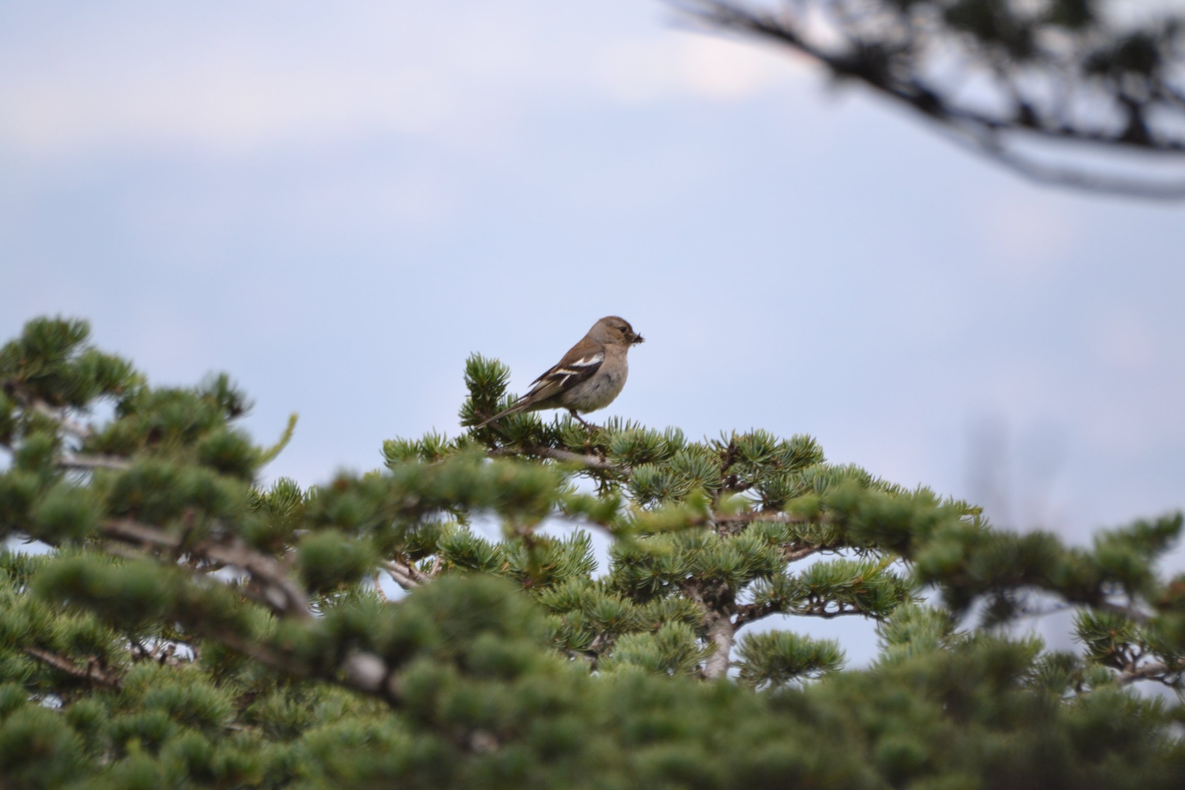 Al Shouf Biosphere Reserve Ecotourism — MEET Network