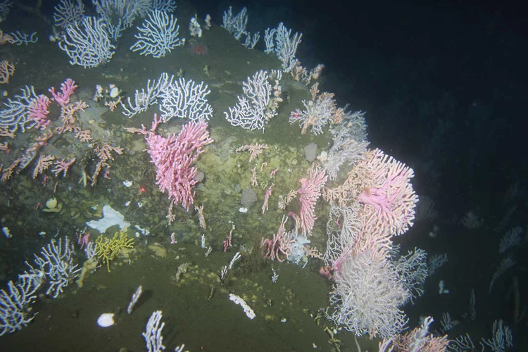 Reefs and Banks — Marine Protected Areas South Africa