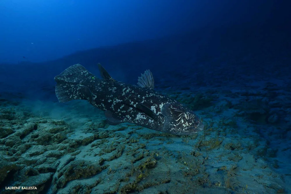 Coelacanths — Marine Protected Areas South Africa