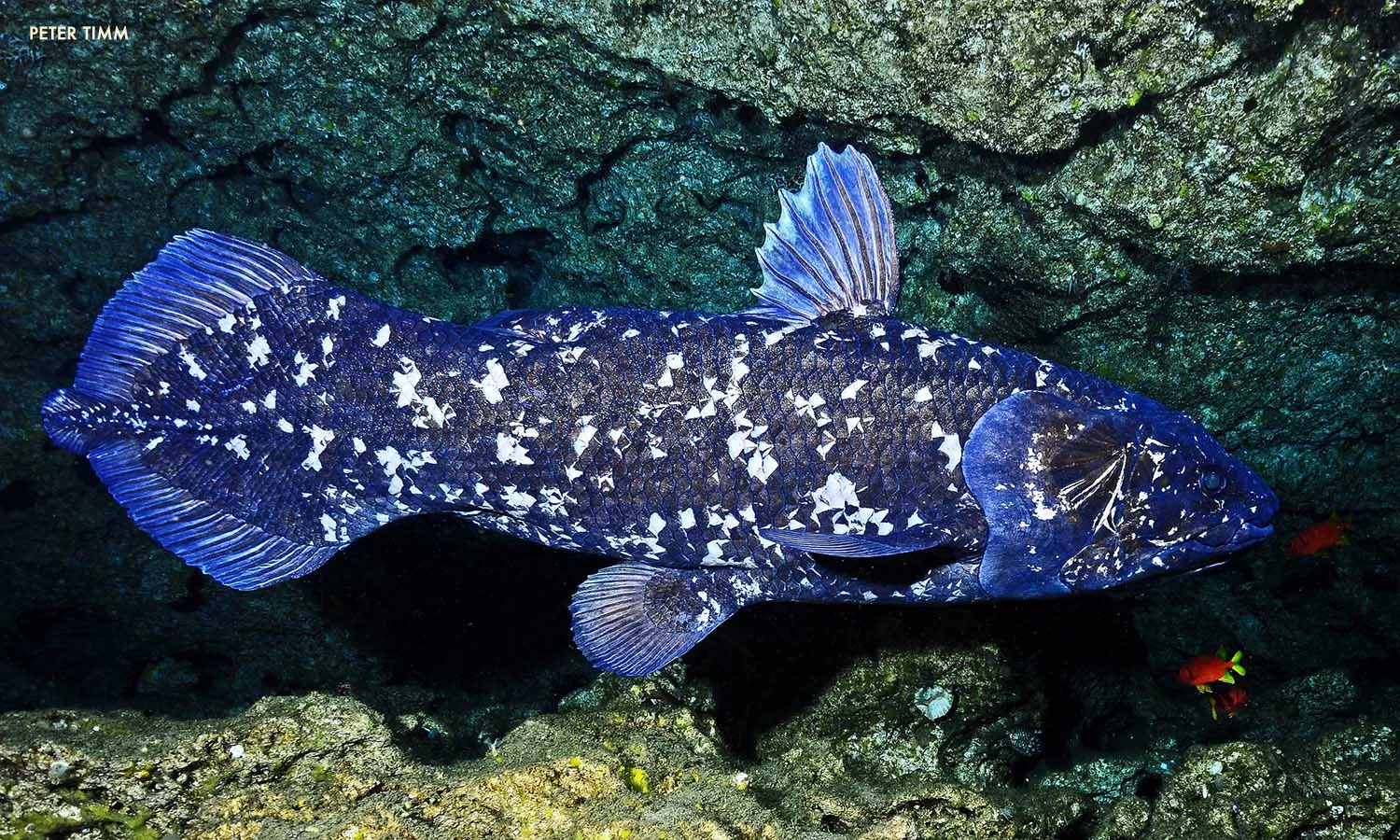 Coelacanths — Marine Protected Areas South Africa