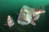 Fishes — Marine Protected Areas South Africa