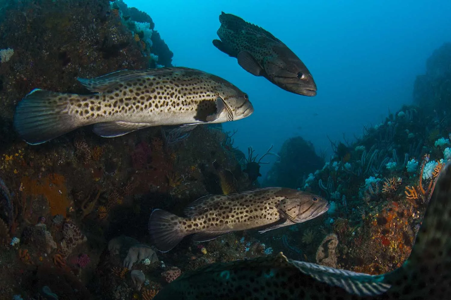 Fishes — Marine Protected Areas South Africa