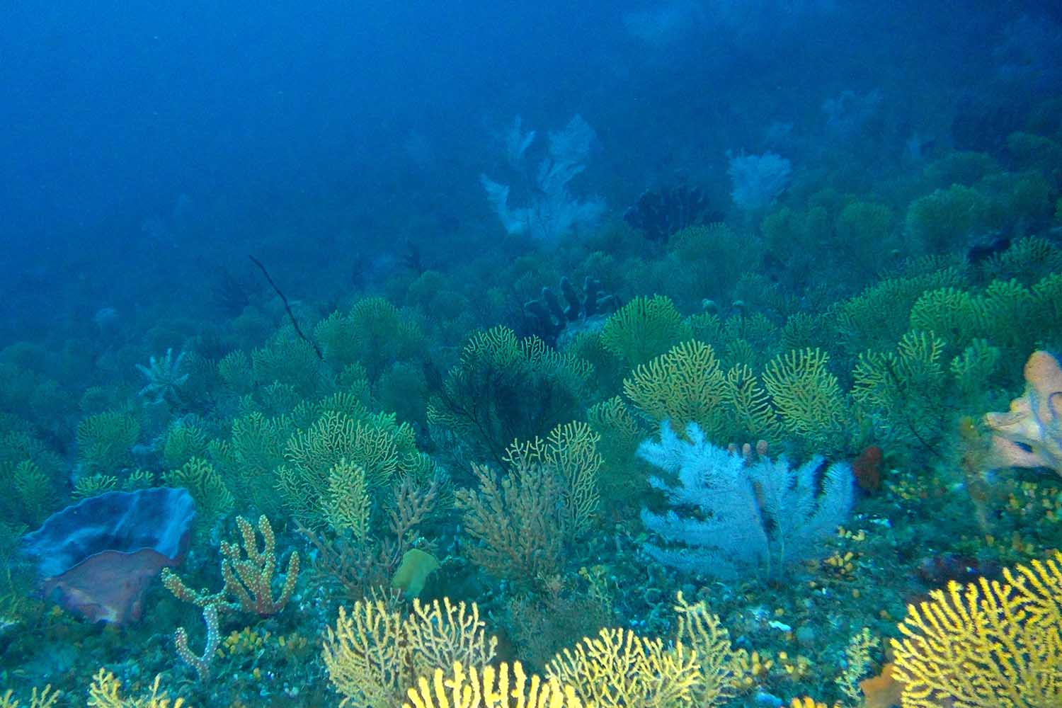 Coastal Mpas — Marine Protected Areas South Africa