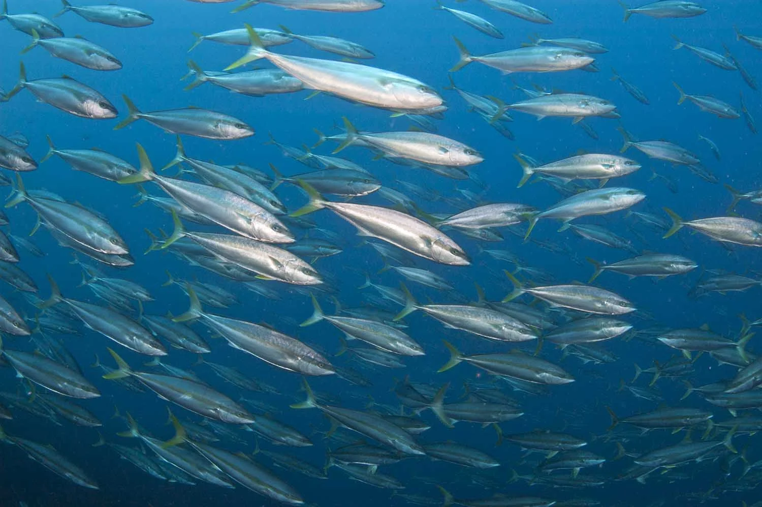 Marine Protected Areas South Africa
