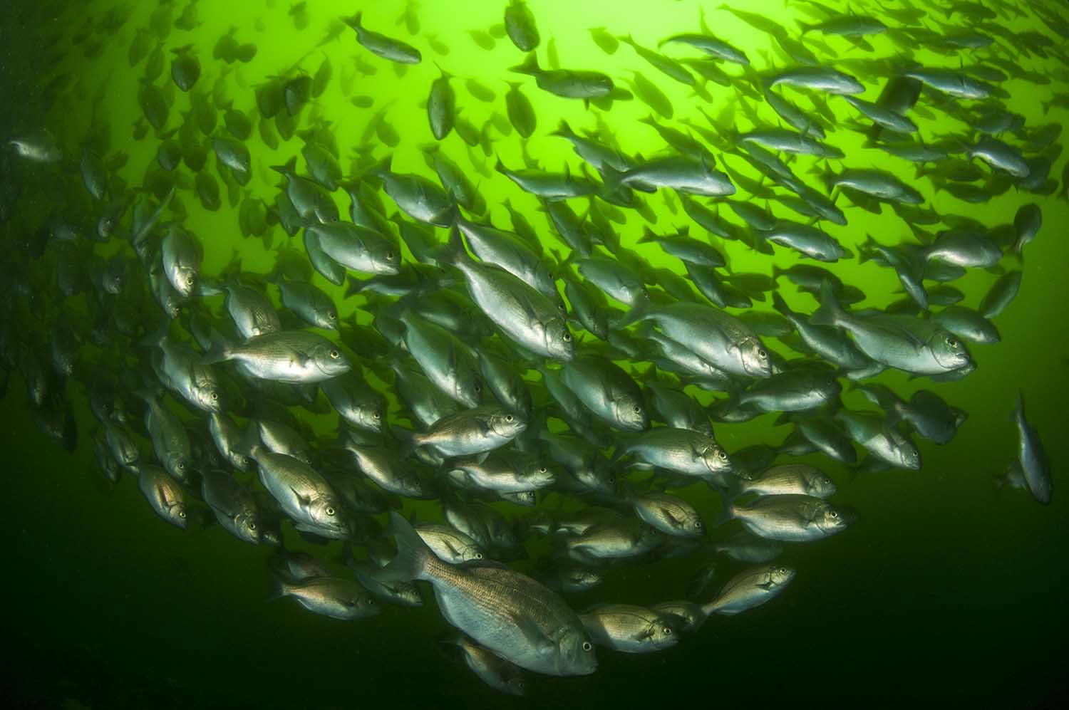 Marine Protected Areas South Africa