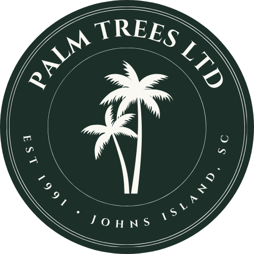 Palmetto Palm — Palm Trees Ltd