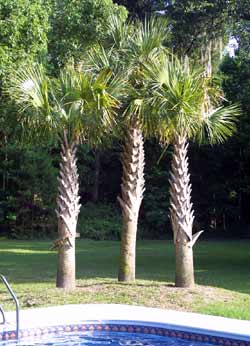 Palmetto Palm — Palm Trees Ltd