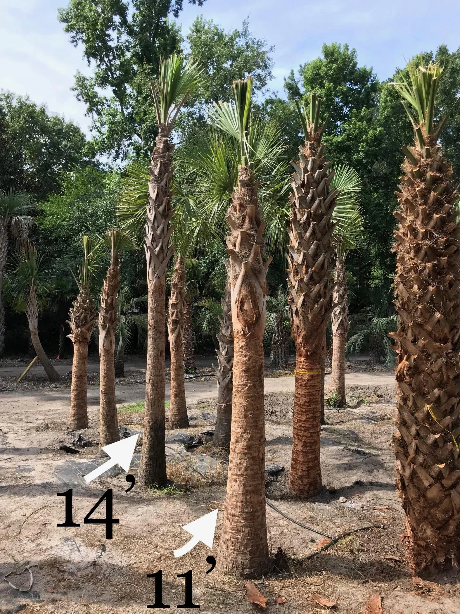 Palmetto Palm Palm Trees Ltd Palmetto Palm Palm Trees Ltd