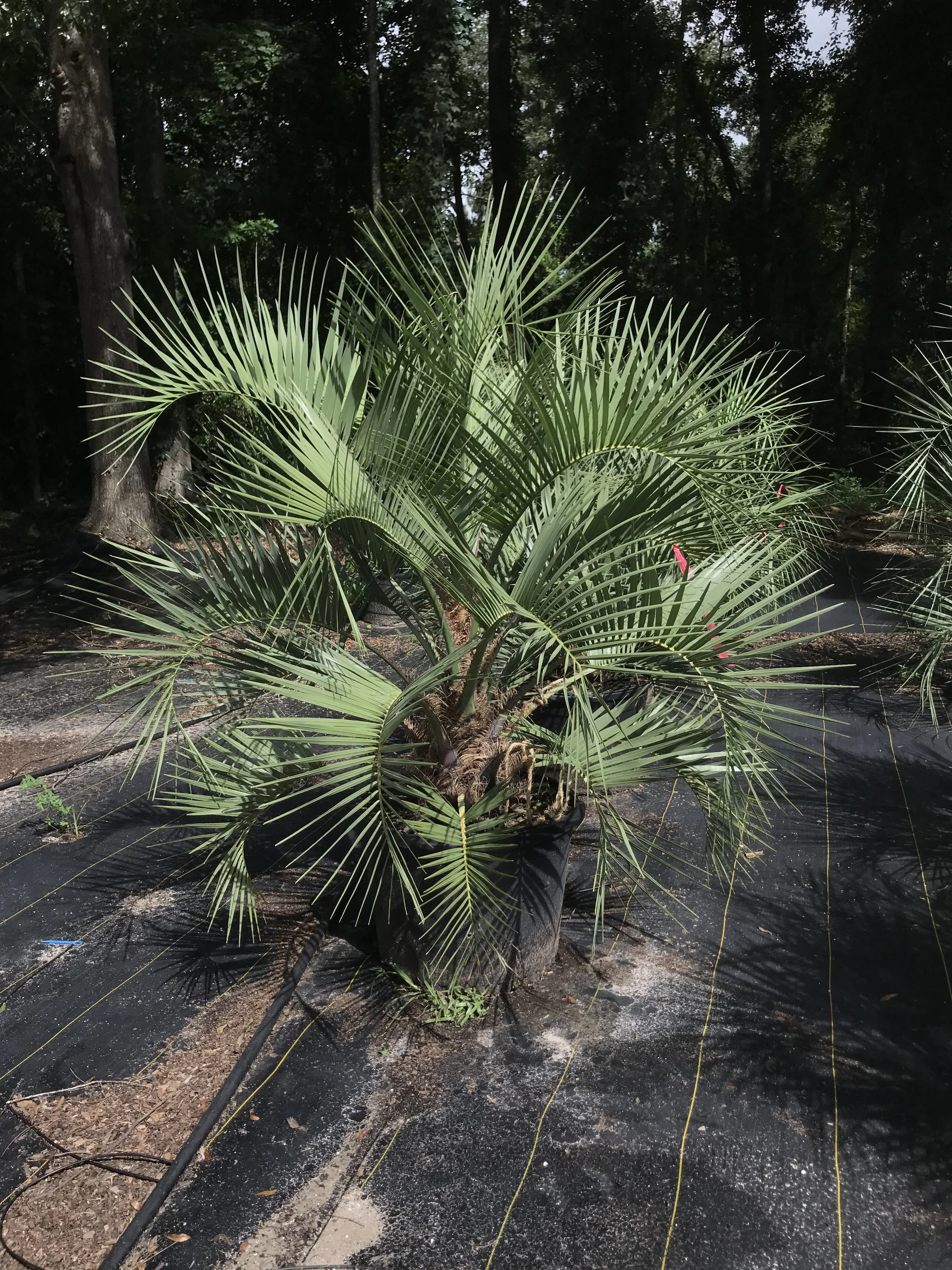 Catalog — Palm Trees Ltd