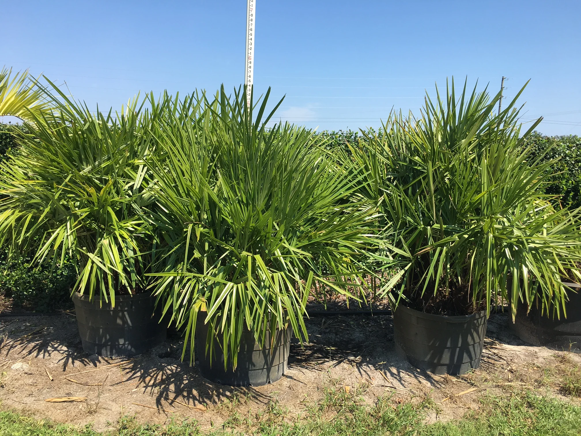 Catalog — Palm Trees Ltd