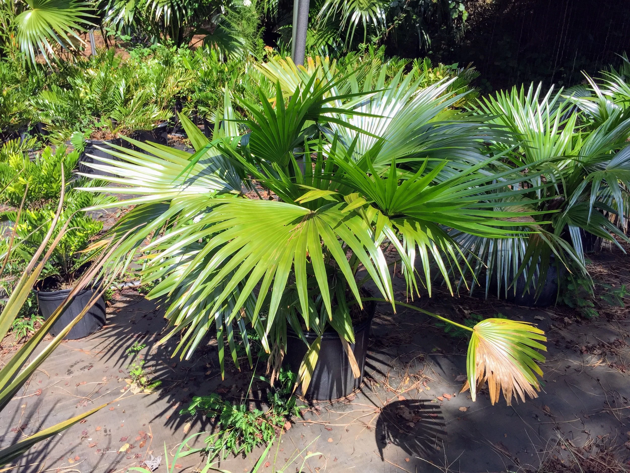 Chinese Fan Palm | Explore, Plant, Grow Today — Palm Trees Ltd