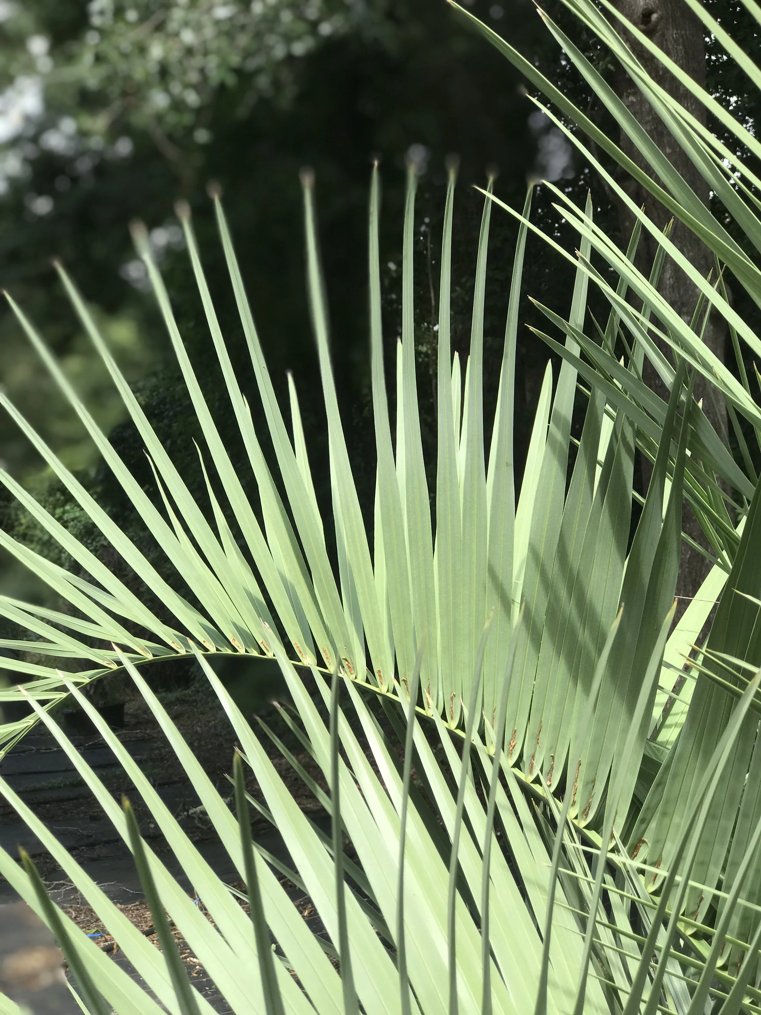 Pindo Palm | Explore and Grow Your Palms Today — Palm Trees Ltd