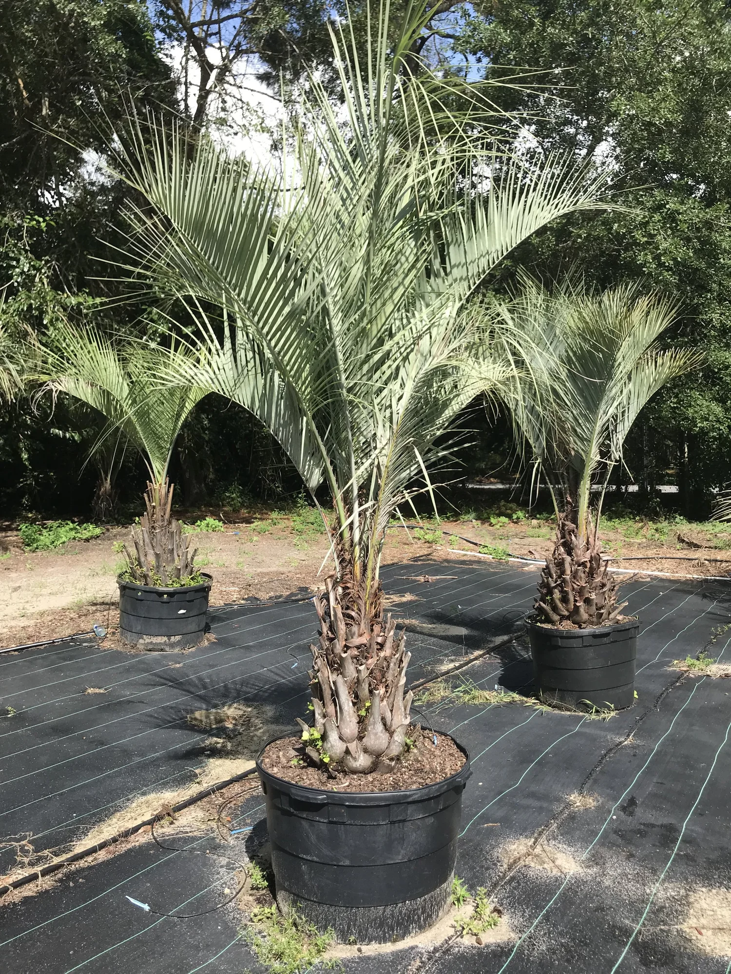 Pindo Palm | Explore and Grow Your Palms Today — Palm Trees Ltd