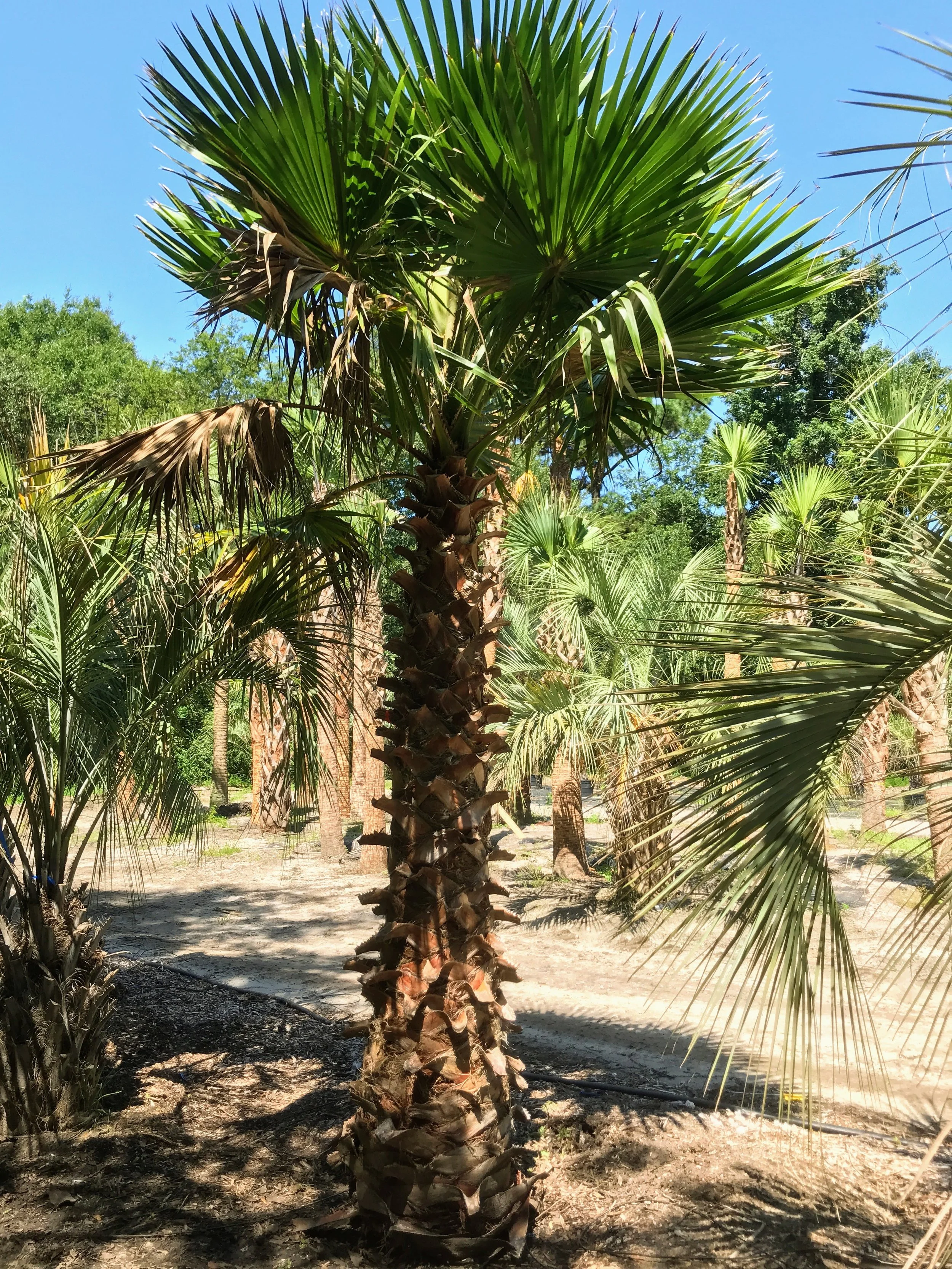 Mexican Fan Palm | Enhance Your Landscape Now — Palm Trees Ltd