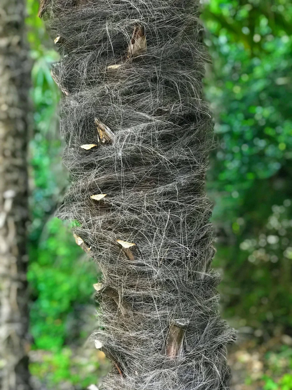 Windmill Palm | Enhance Your Landscape Today — Palm Trees Ltd