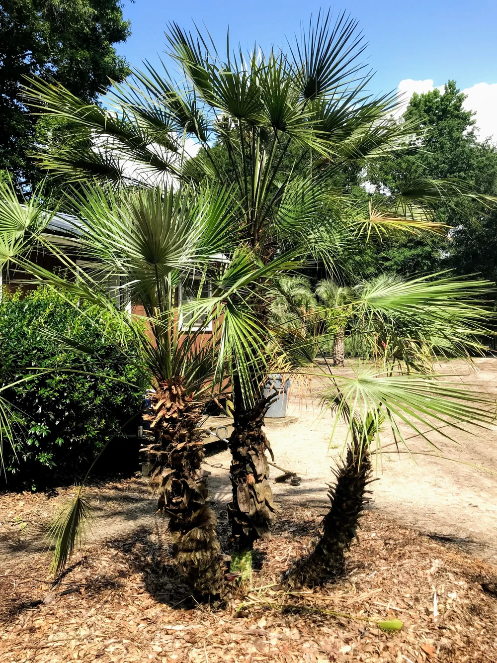 European Fan Palm — Palm Trees Ltd