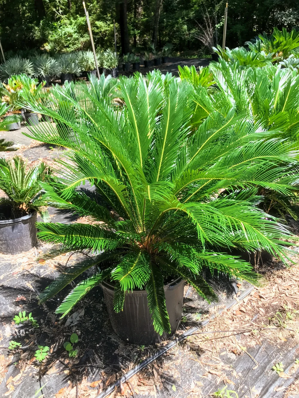 King Sago Palm