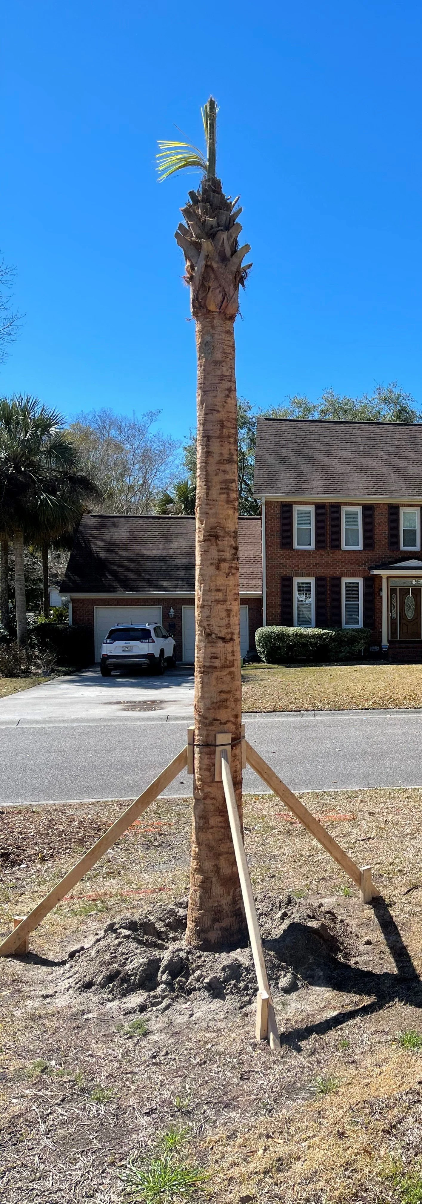 Palmetto Palm — Palm Trees Ltd