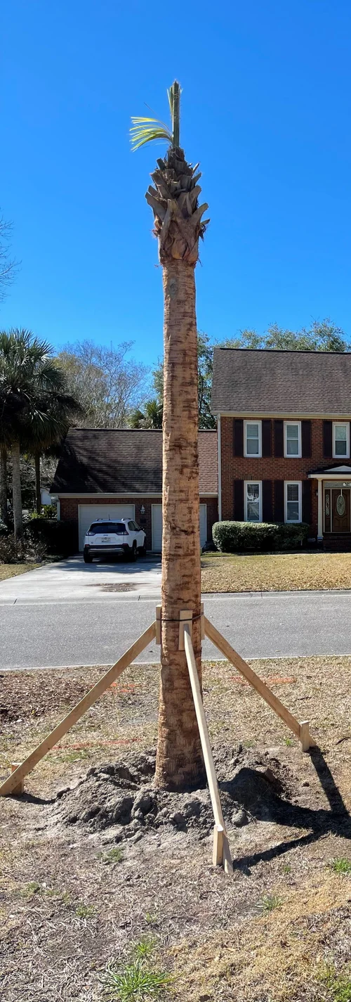 Palmetto Palm — Palm Trees Ltd