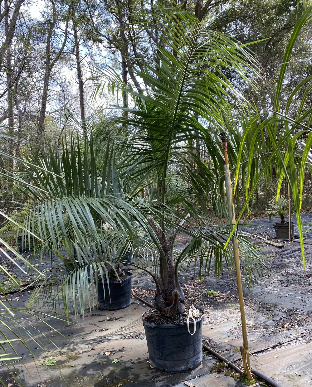 Mule Palm — Palm Trees Ltd