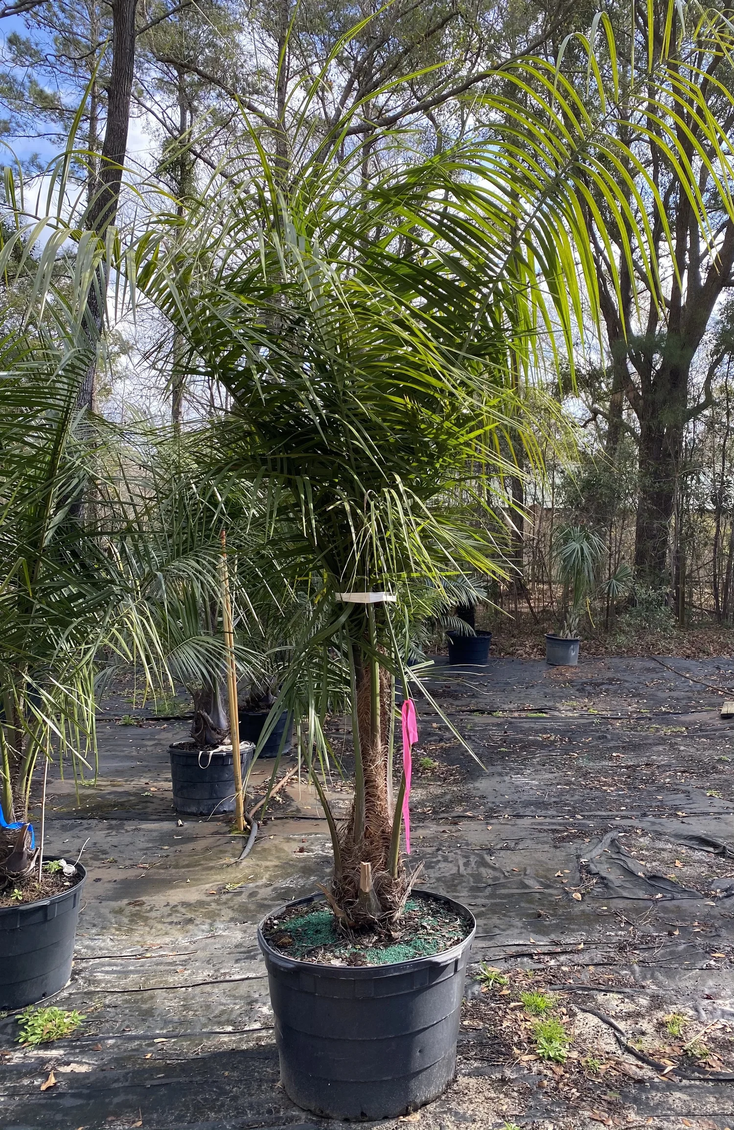 Mule Palm — Palm Trees Ltd