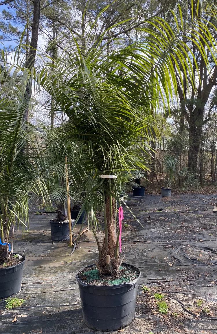 Mule Palm — Palm Trees Ltd