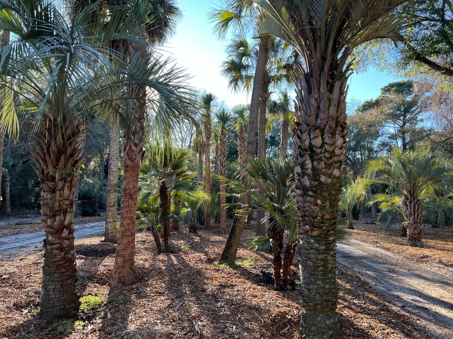 Catalog — Palm Trees Ltd