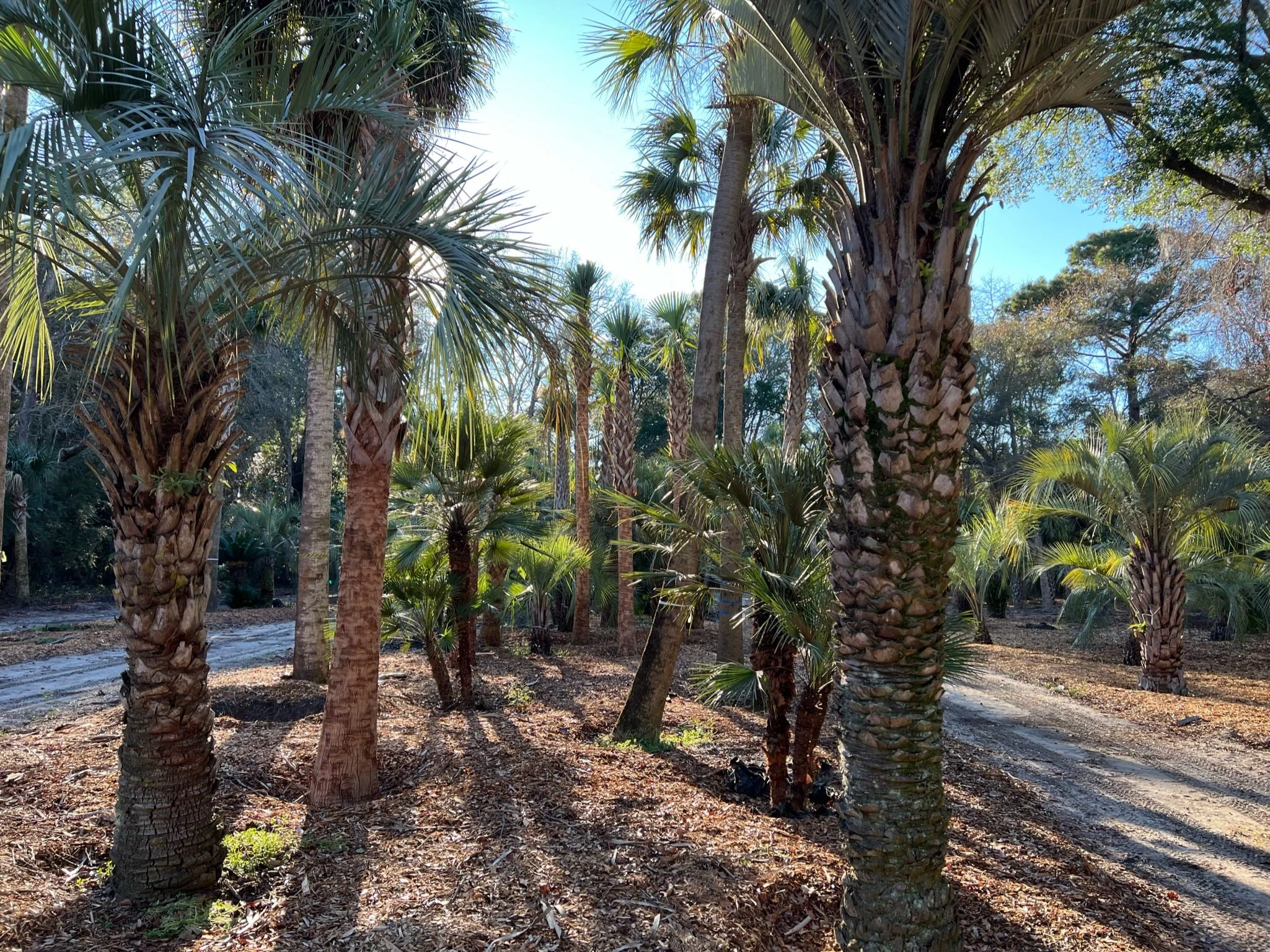 Catalog — Palm Trees Ltd