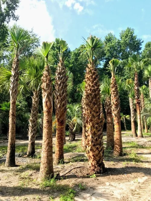 Palm Trees Ltd | Enhance Your Landscape Today — Call Us Now