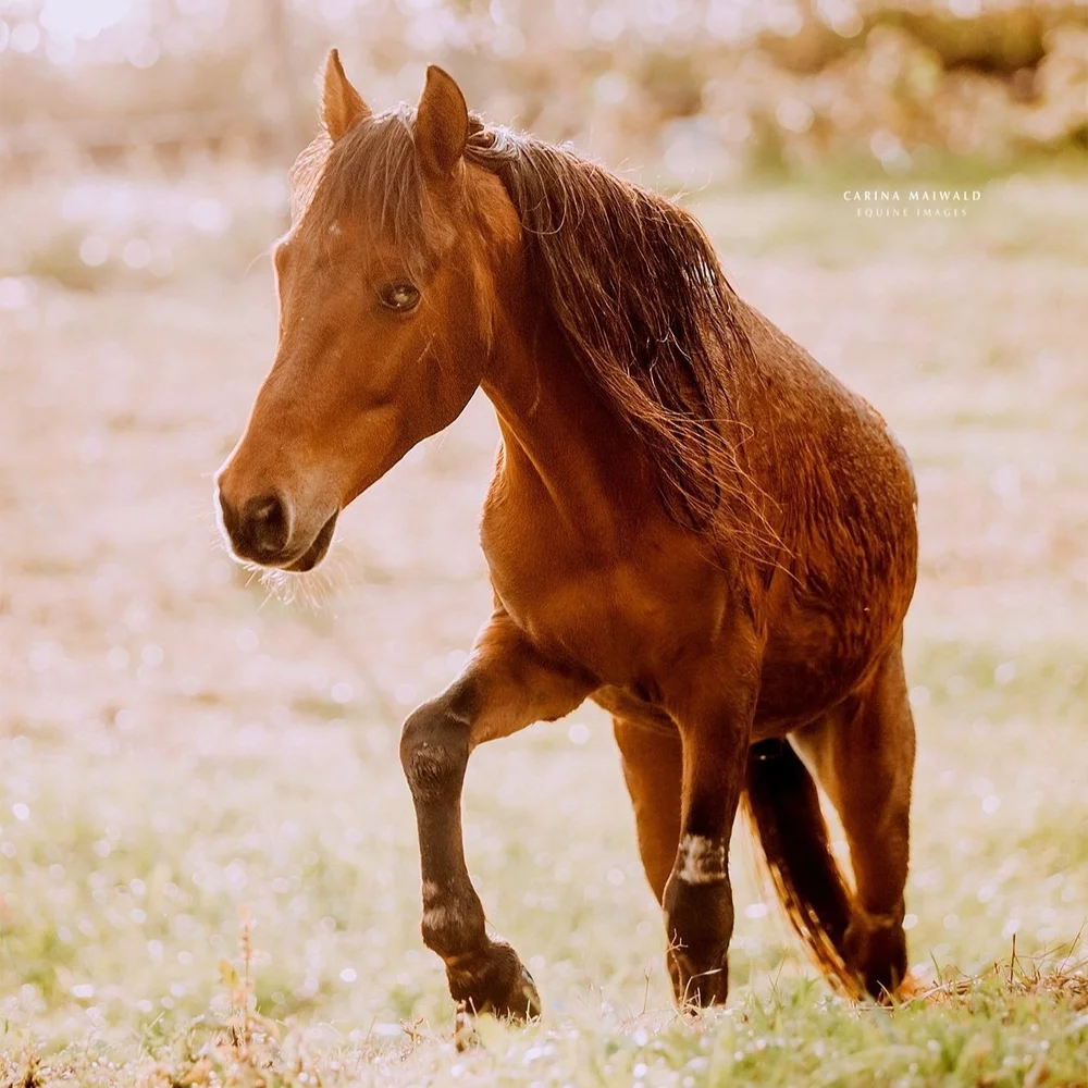 RESCUES — THE BACKWATER SANCTUARY