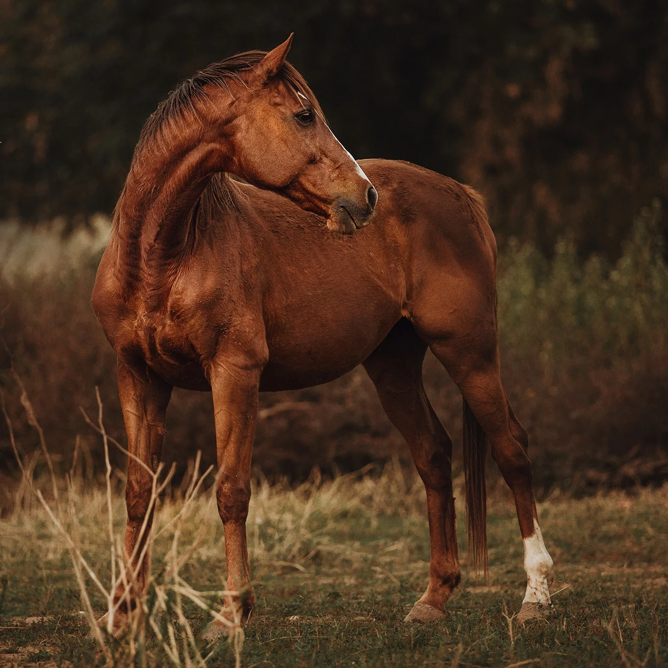 RESCUES — THE BACKWATER SANCTUARY