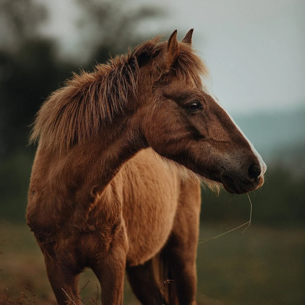 RESCUES — THE BACKWATER SANCTUARY