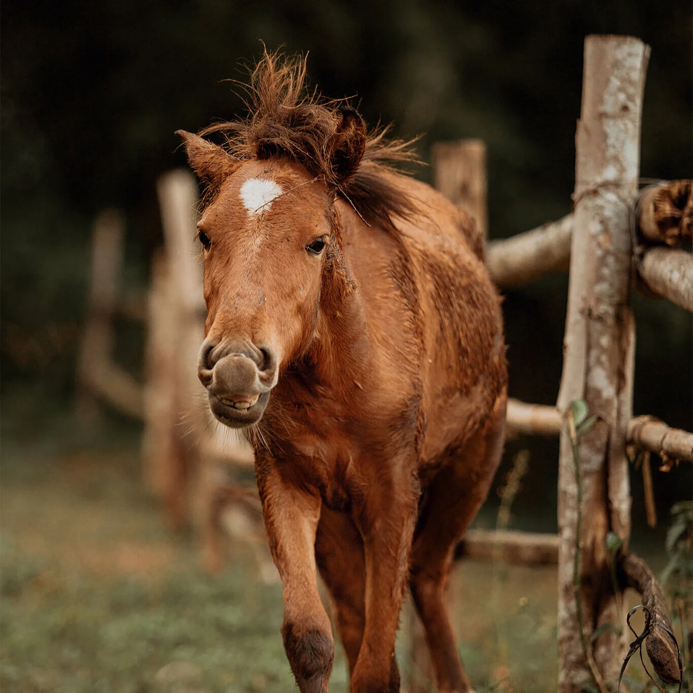 RESCUES — THE BACKWATER SANCTUARY