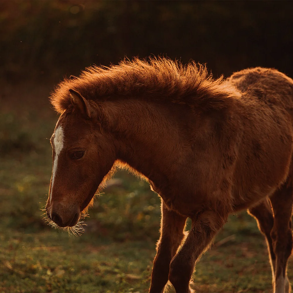 RESCUES — THE BACKWATER SANCTUARY