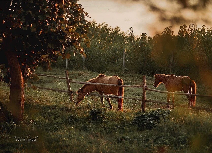 THE BACKWATER SANCTUARY