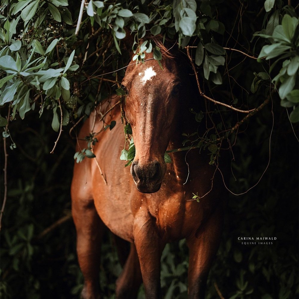RESCUES — THE BACKWATER SANCTUARY