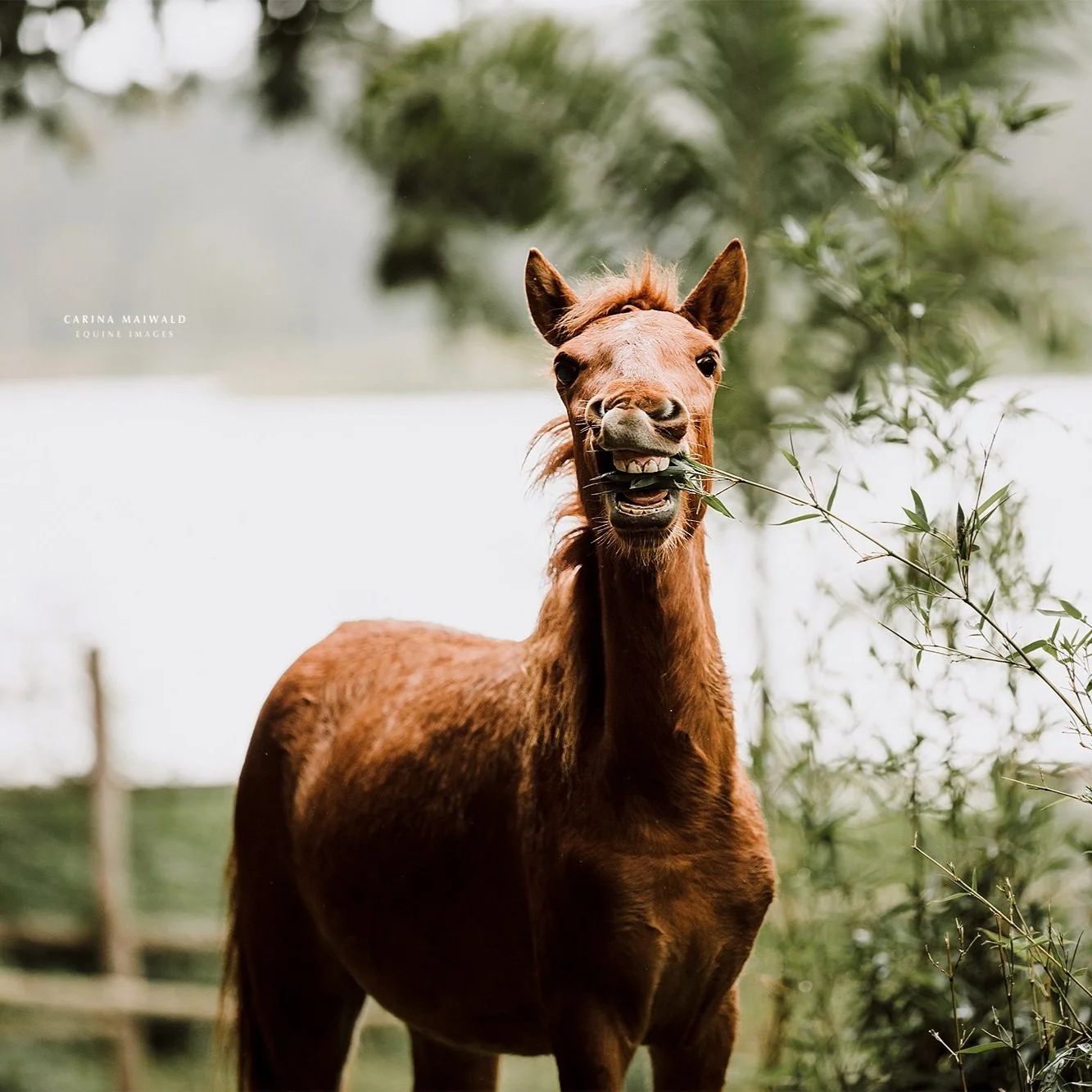 RESCUES — THE BACKWATER SANCTUARY